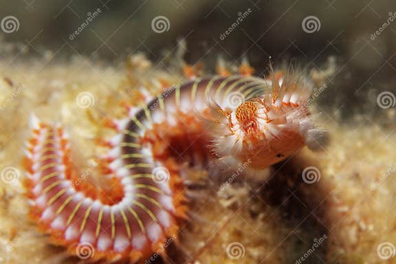 Fire worm stock image. Image of wildlife, reef, colorful - 7764811