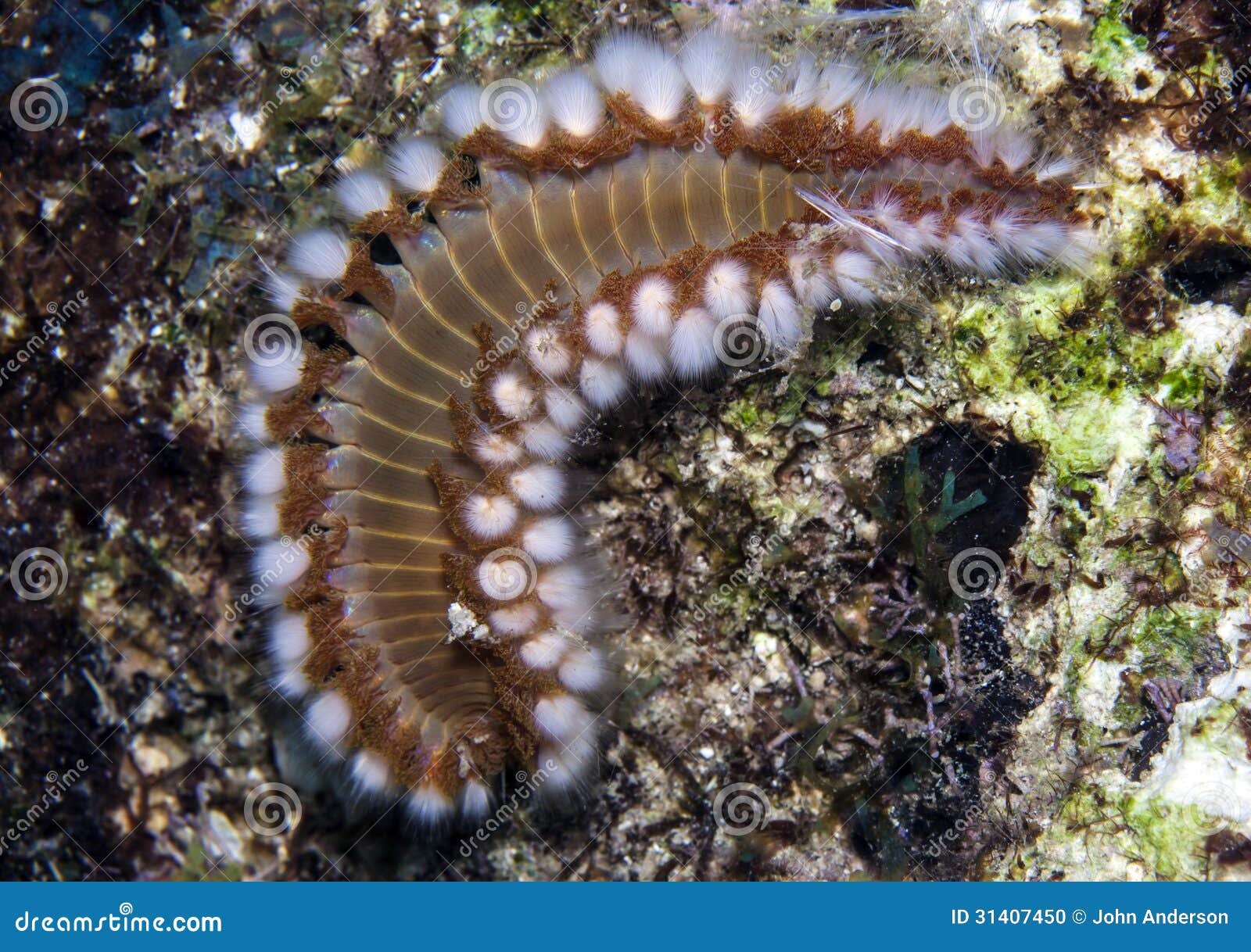 Amphinomidae Stock Photos - Download 31 Images