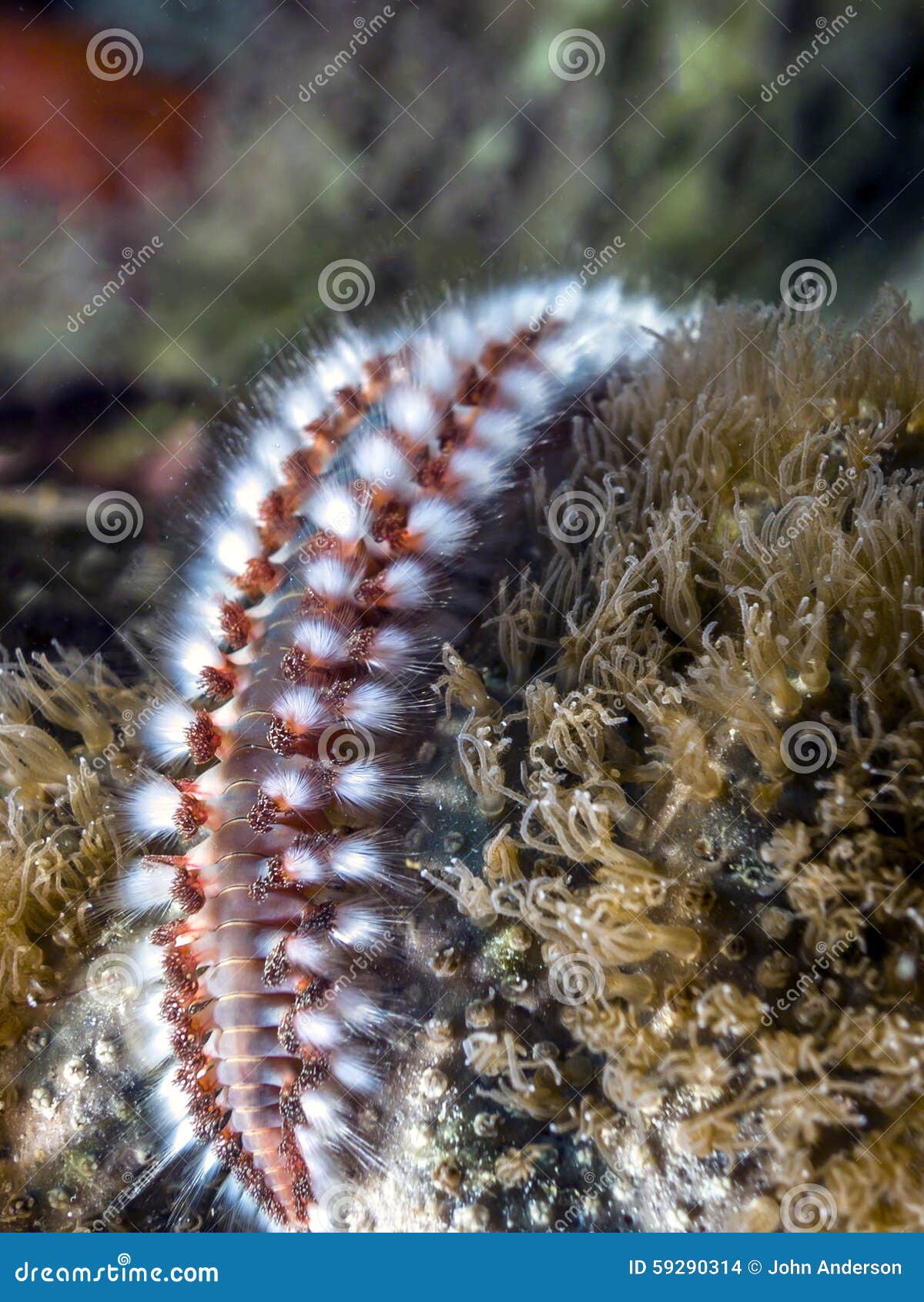 Fireworm stock photo. Image of caribbean, hard, ocean - 59290314