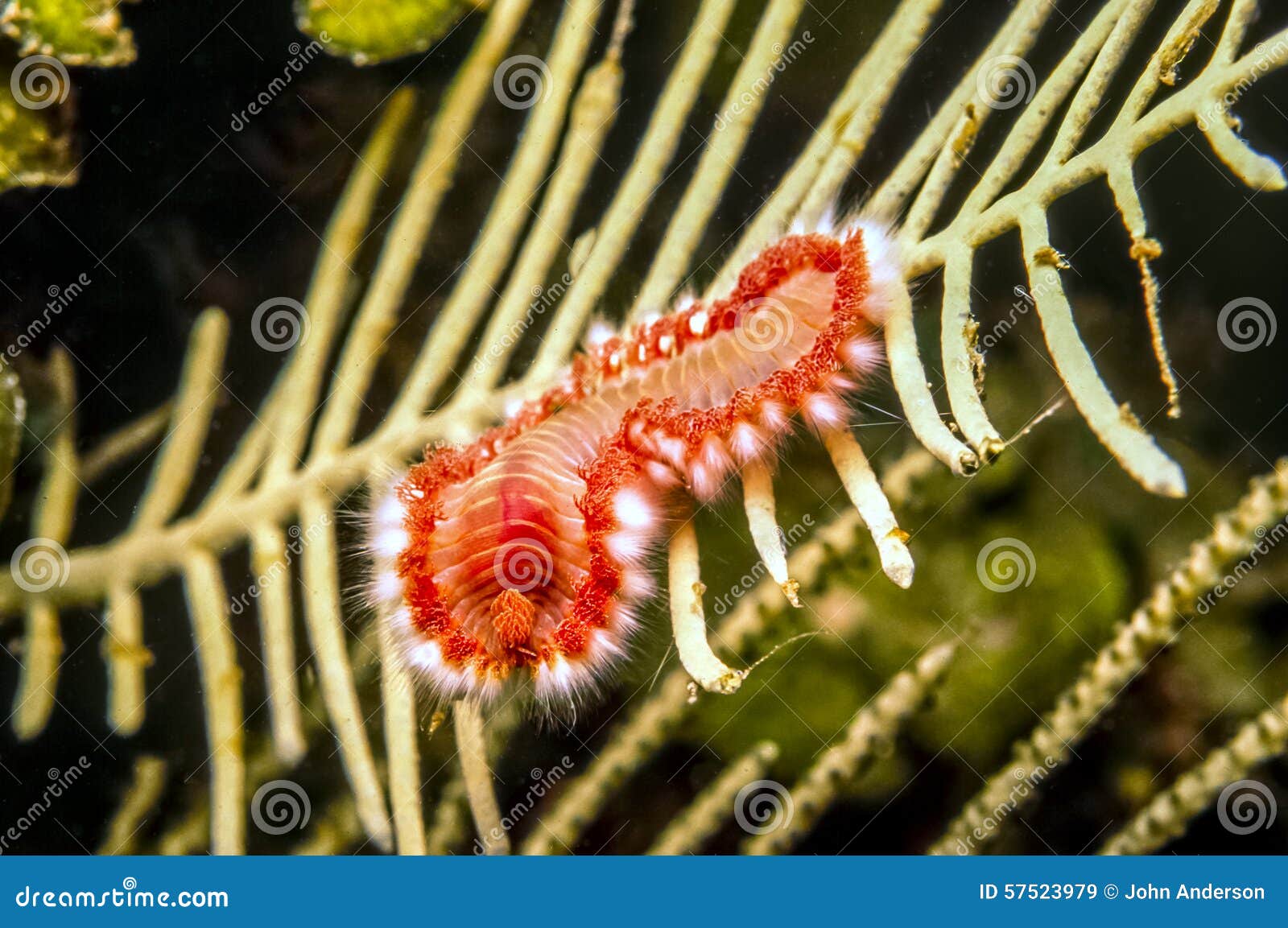 Fireworm stock image. Image of eurythoe, reef, complanata - 57523979