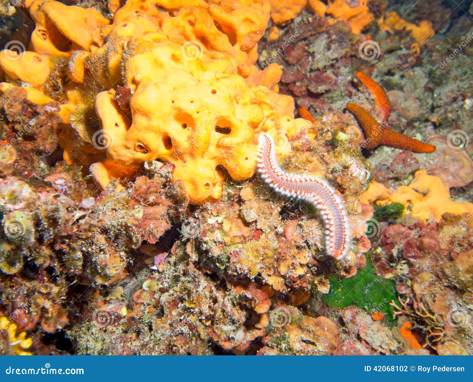 Fireworm stock photo. Image of environment, reef, ecosystem - 42068102