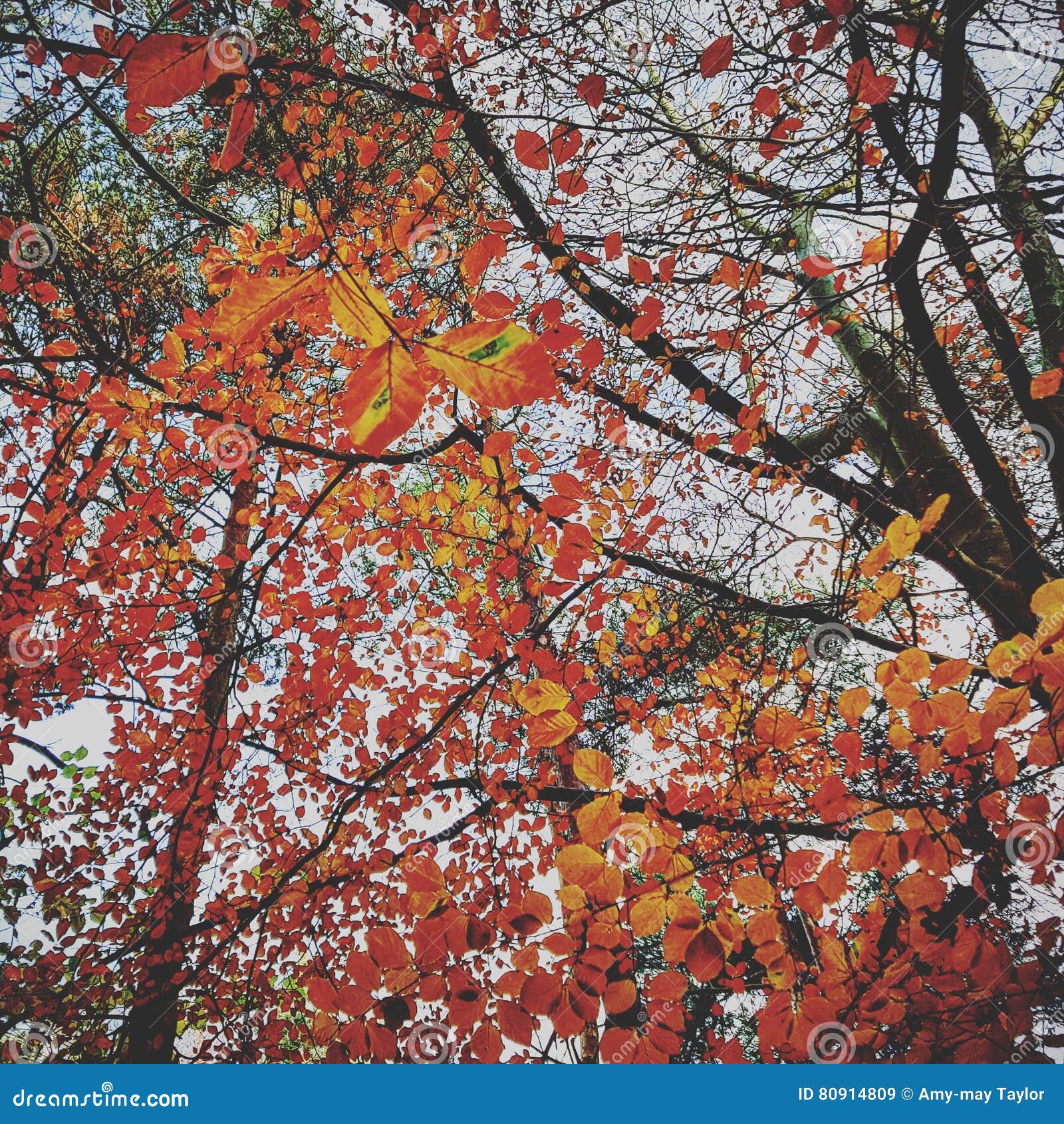 Firey autumn leaves stock image. Image of trees, reds - 80914809