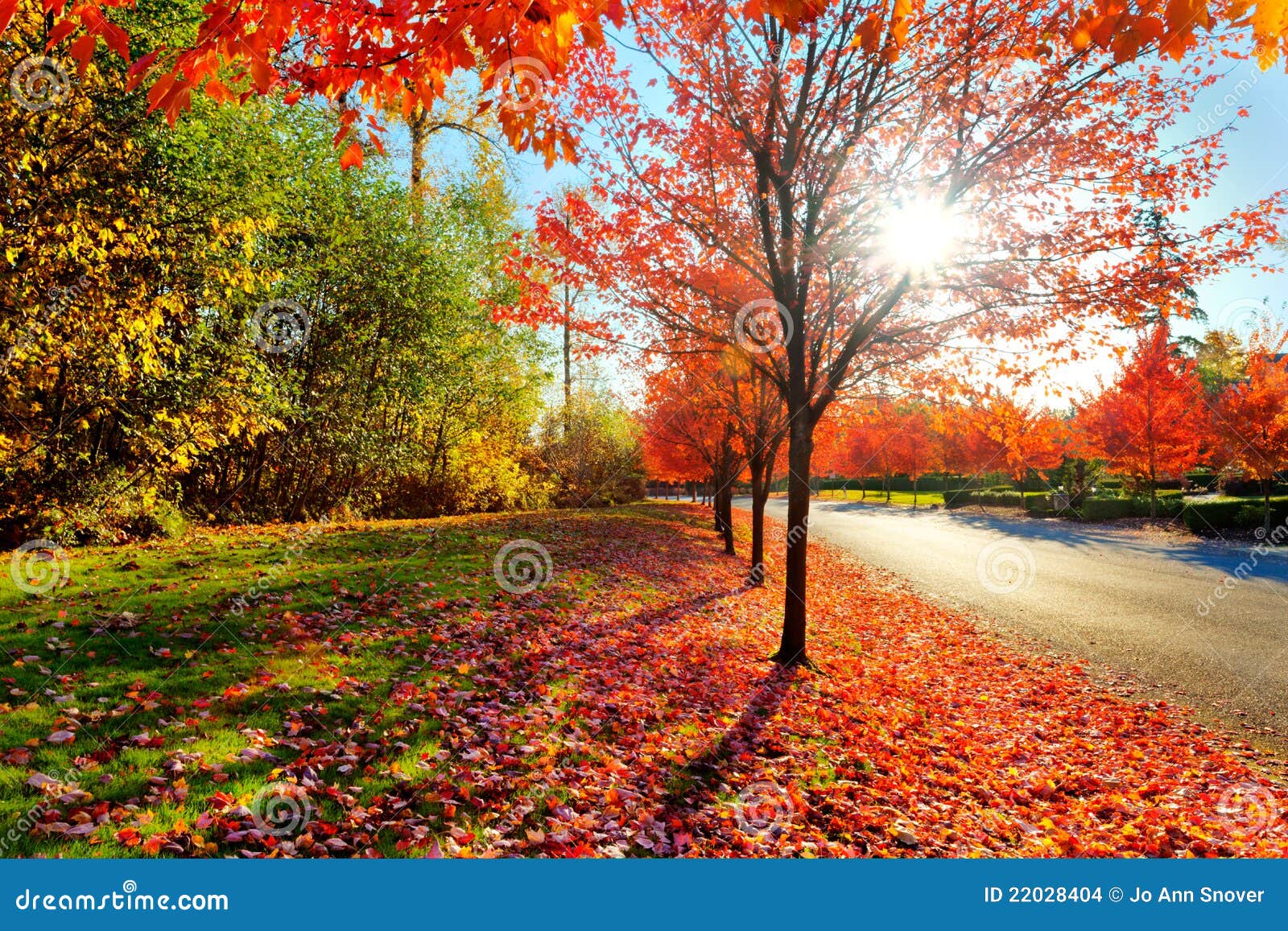 Firey fall colors stock photo. Image of yellow, sunshine - 22028404