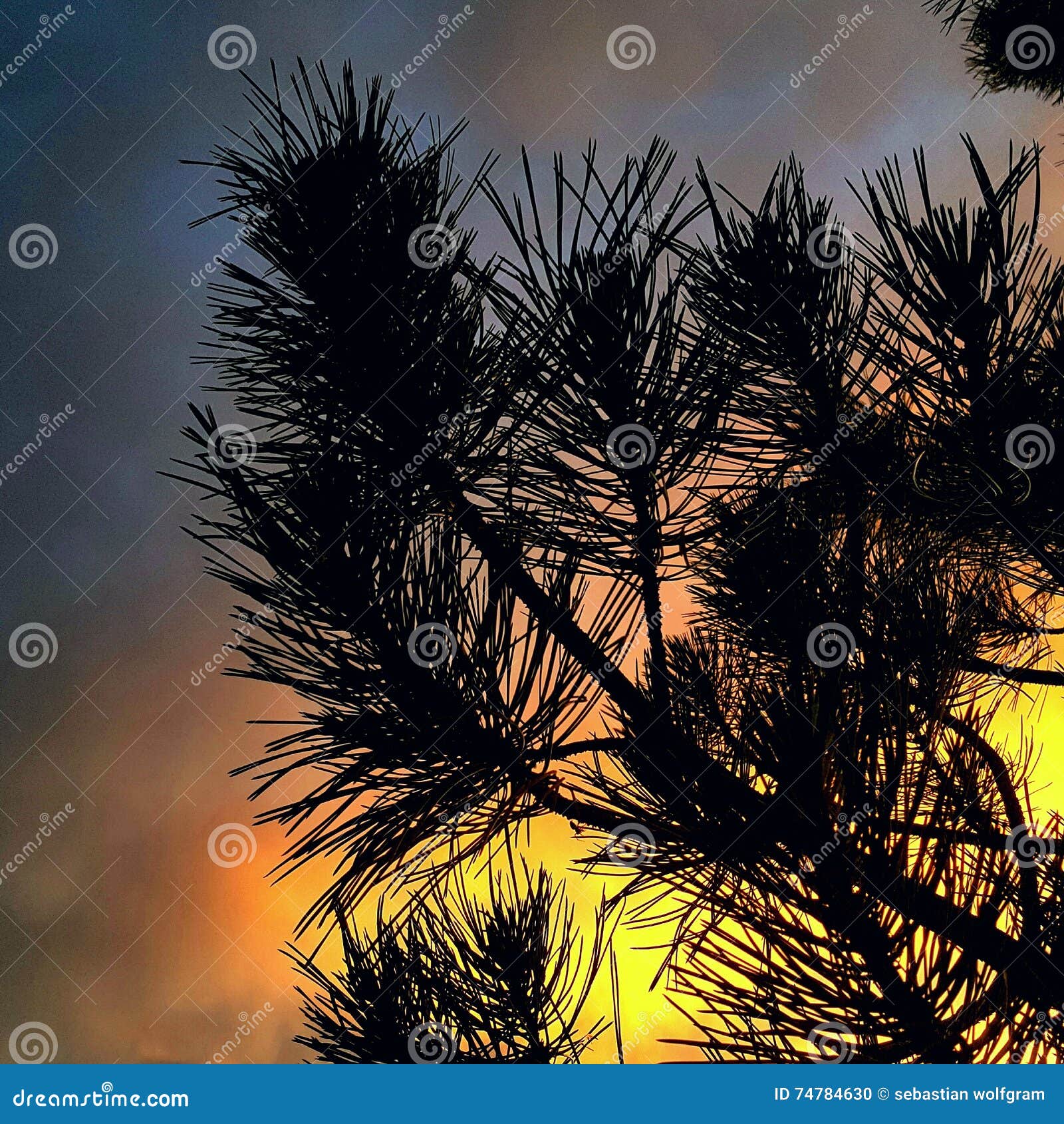 Firey sunset stock photo. Image of tree, glowing, sunset - 74784630