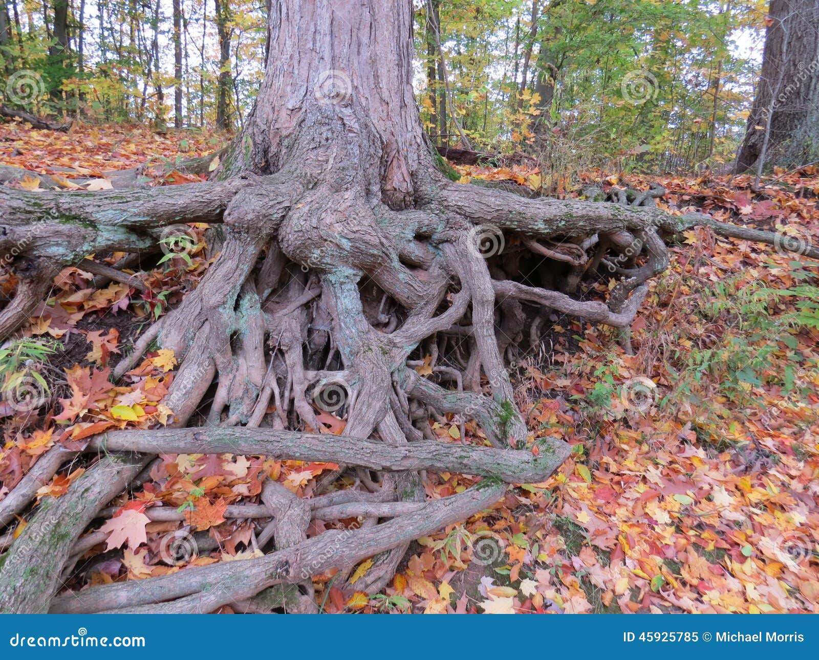 Firmly Rooted stock image. Image of fall, formations - 45925785