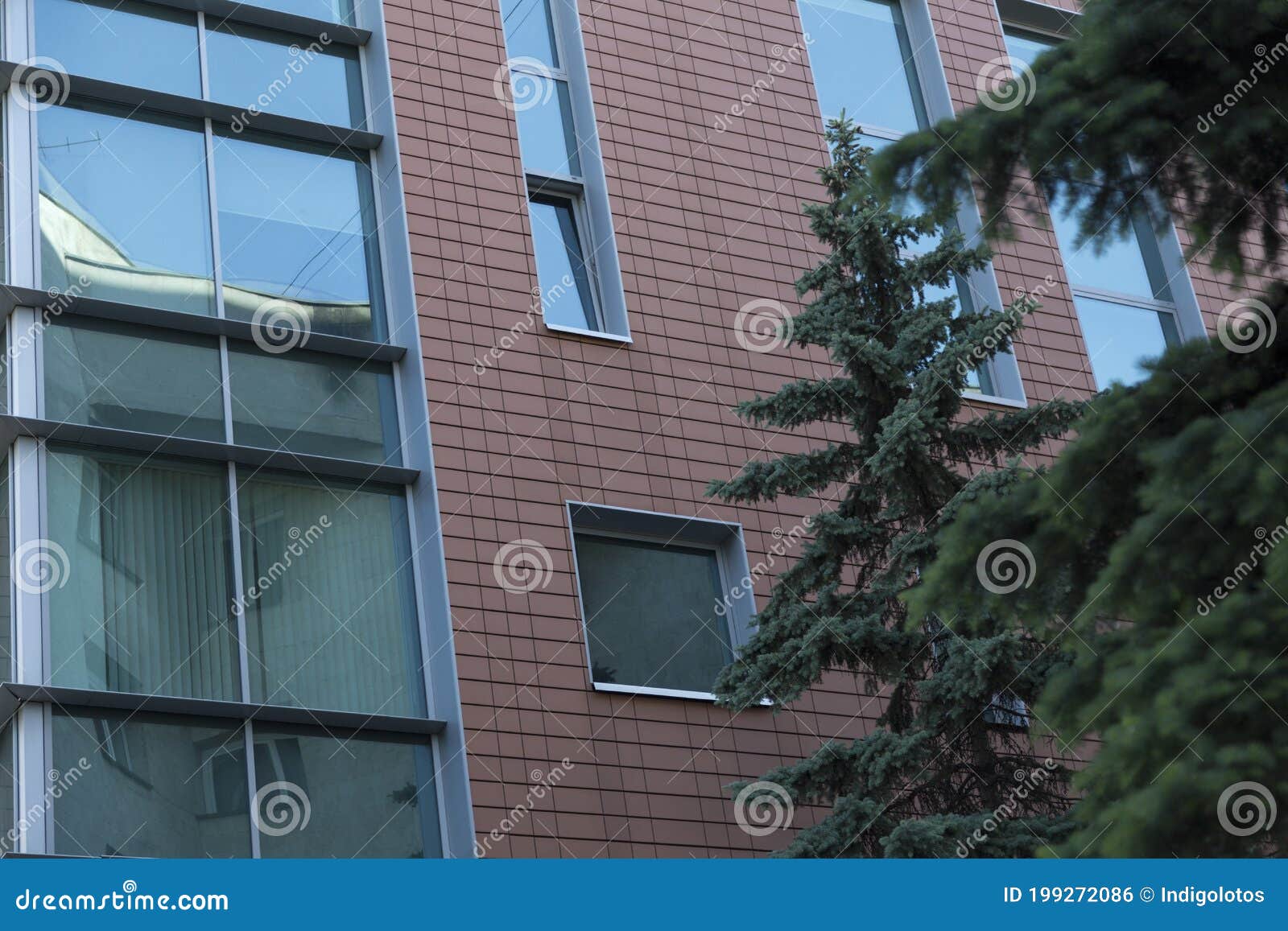 Firs on the Background of a Modern Building Stock Photo - Image of ...