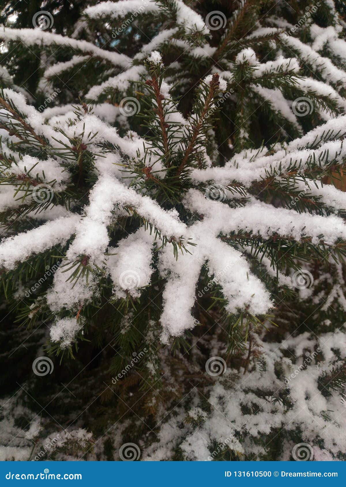 Firs are covered with snow stock photo. Image of convey - 131610500