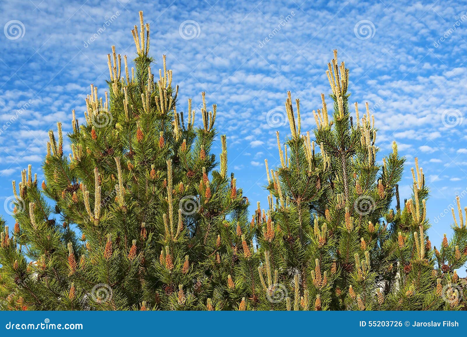 Firs stock photo. Image of flowering, botany, branch - 55203726