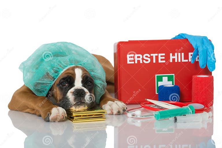 First aid stock image. Image of lying, thermometers, animal - 40712129