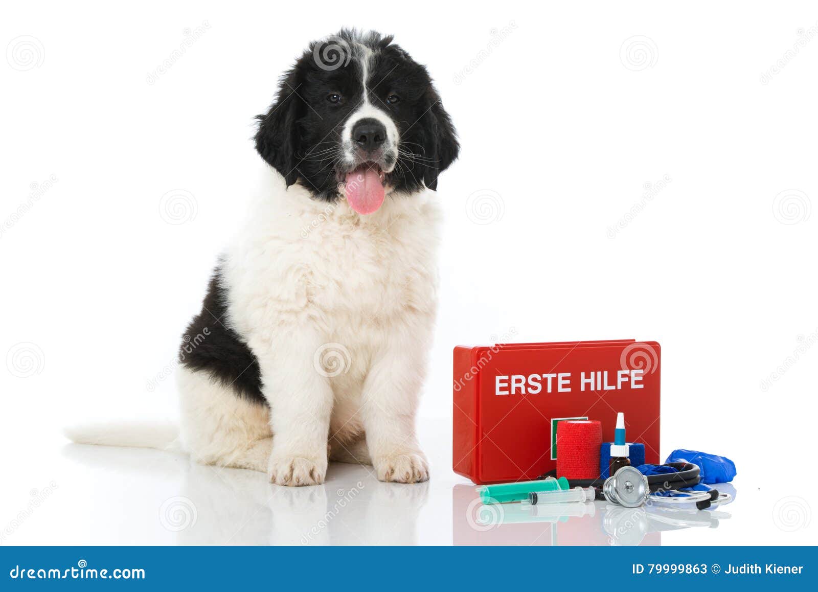First aid stock image. Image of veterinarian, white, funny - 79999863