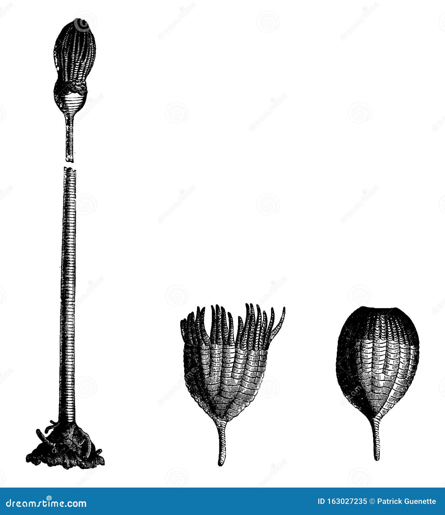 The First Animals Echinoderms, Crinoids, Vintage Engraving Cartoon ...