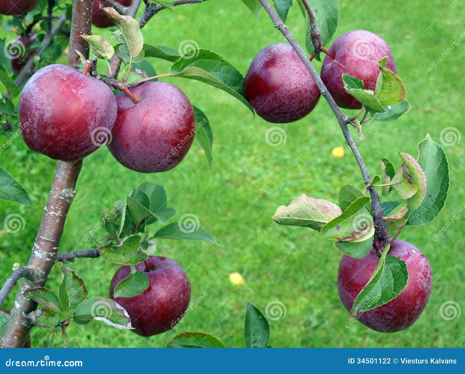 First apples 2 stock photo. Image of tasty, apple, fruits - 34501122