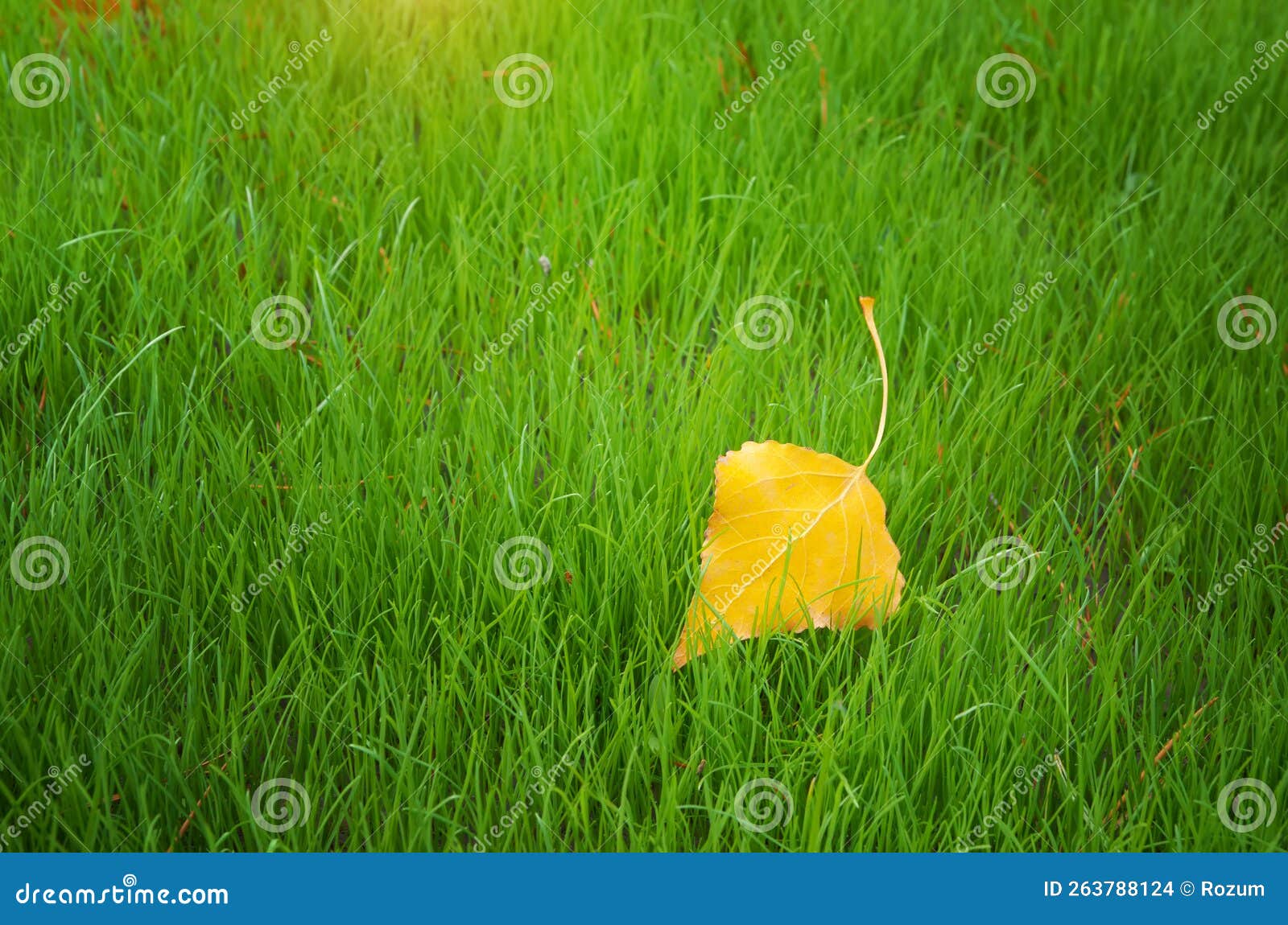First autumn leaf stock photo. Image of leaf, fall, land - 263788124