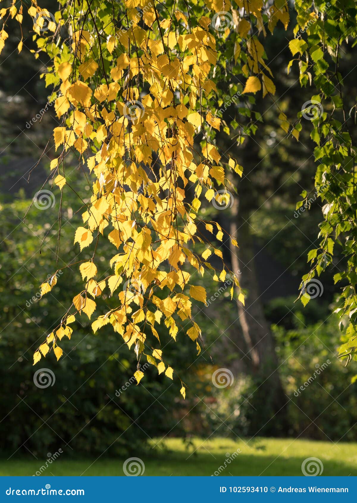First Autumn Leaves at a Birch in the Park Stock Photo - Image of ...