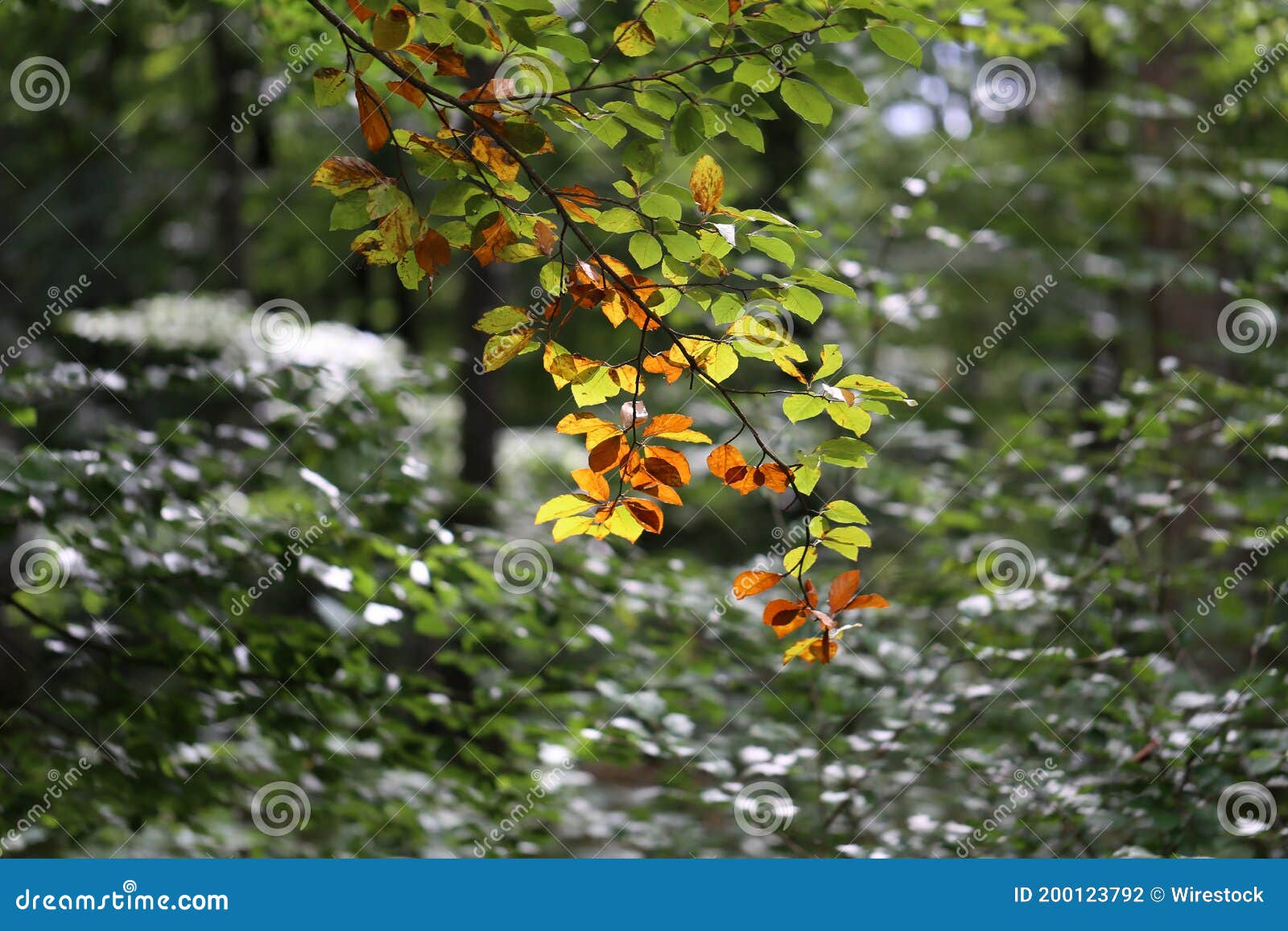First Autumn Leaves are Colored in the Forest Stock Photo - Image of ...
