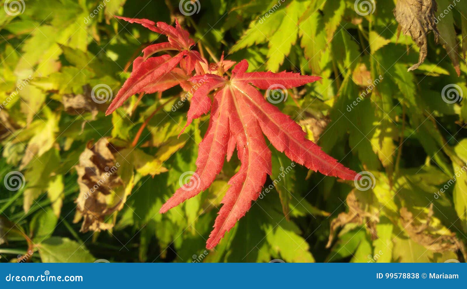 First autumn leaves stock photo. Image of green, leaf - 99578838