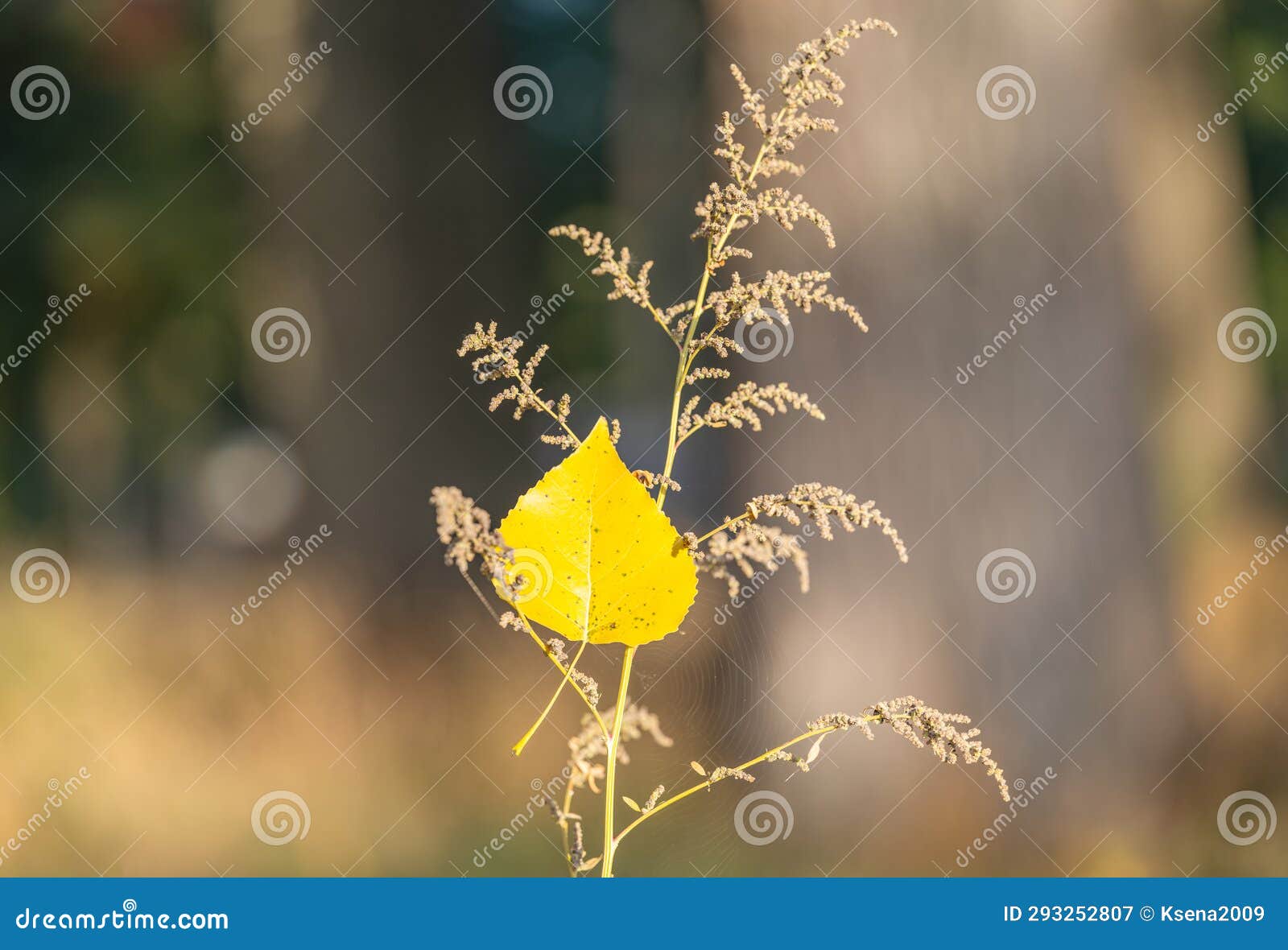 First autumn leaves stock image. Image of color, background - 293252807