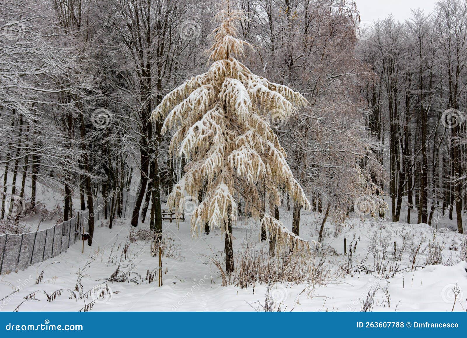 First Autumn Snowfall on the Italian Mountains Stock Photo - Image of ...
