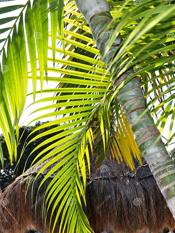 In the First Beams of the Sun. Stock Image - Image of focus, pattern ...