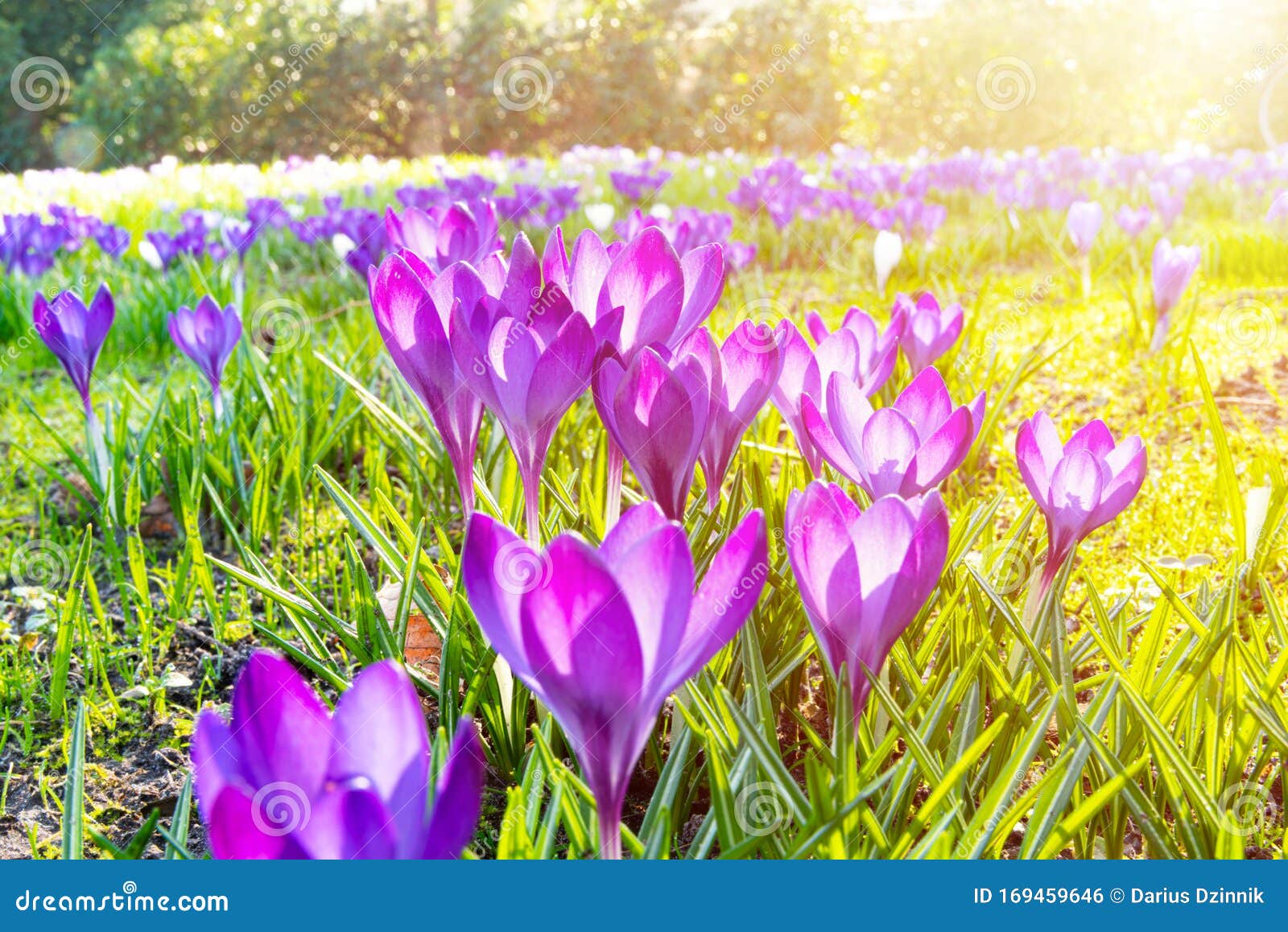 A First Beautiful Spring Flowers in the Park Stock Photo - Image of ...