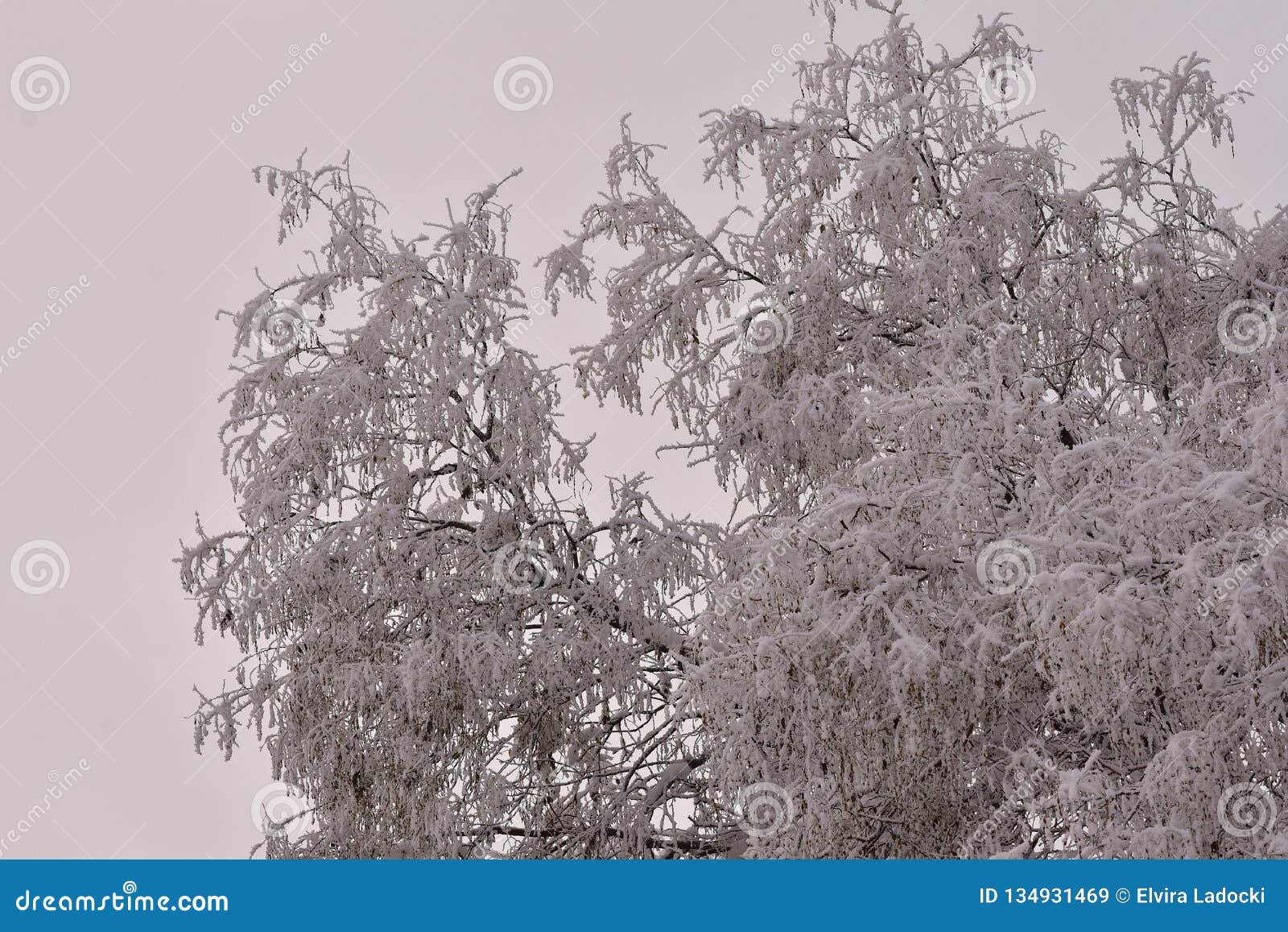 The First Big Snow at My Home Stock Image - Image of nature, nice ...