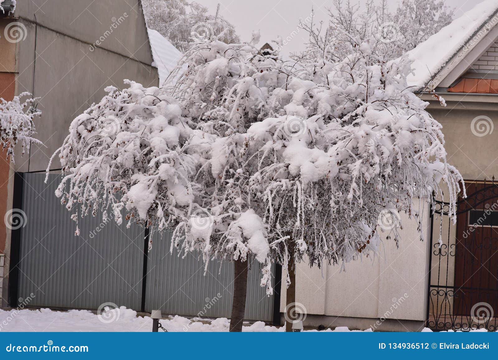 The First Big Snow at My Home Stock Photo - Image of christmas, tree ...