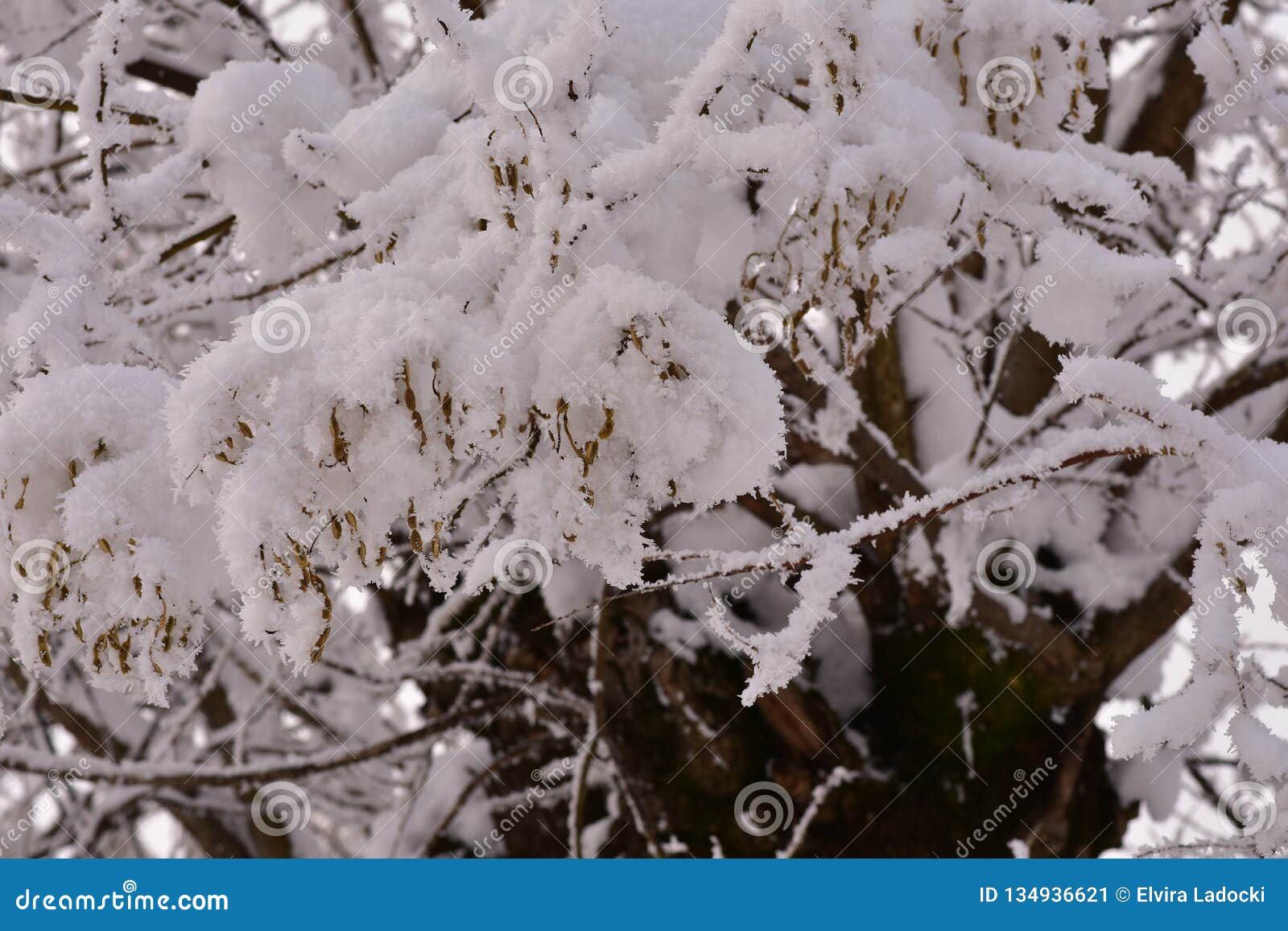 The First Big Snow at My Home Stock Image - Image of autumn, close ...