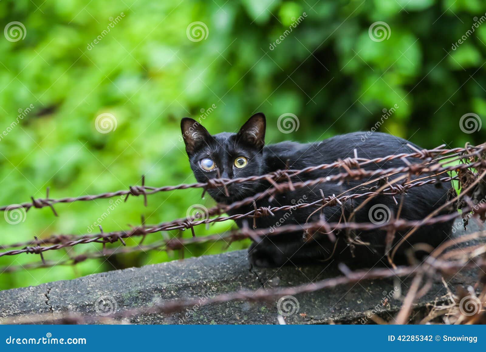 First Blind Black Cat on Barbed Wire. Stock Photo - Image of kitten ...