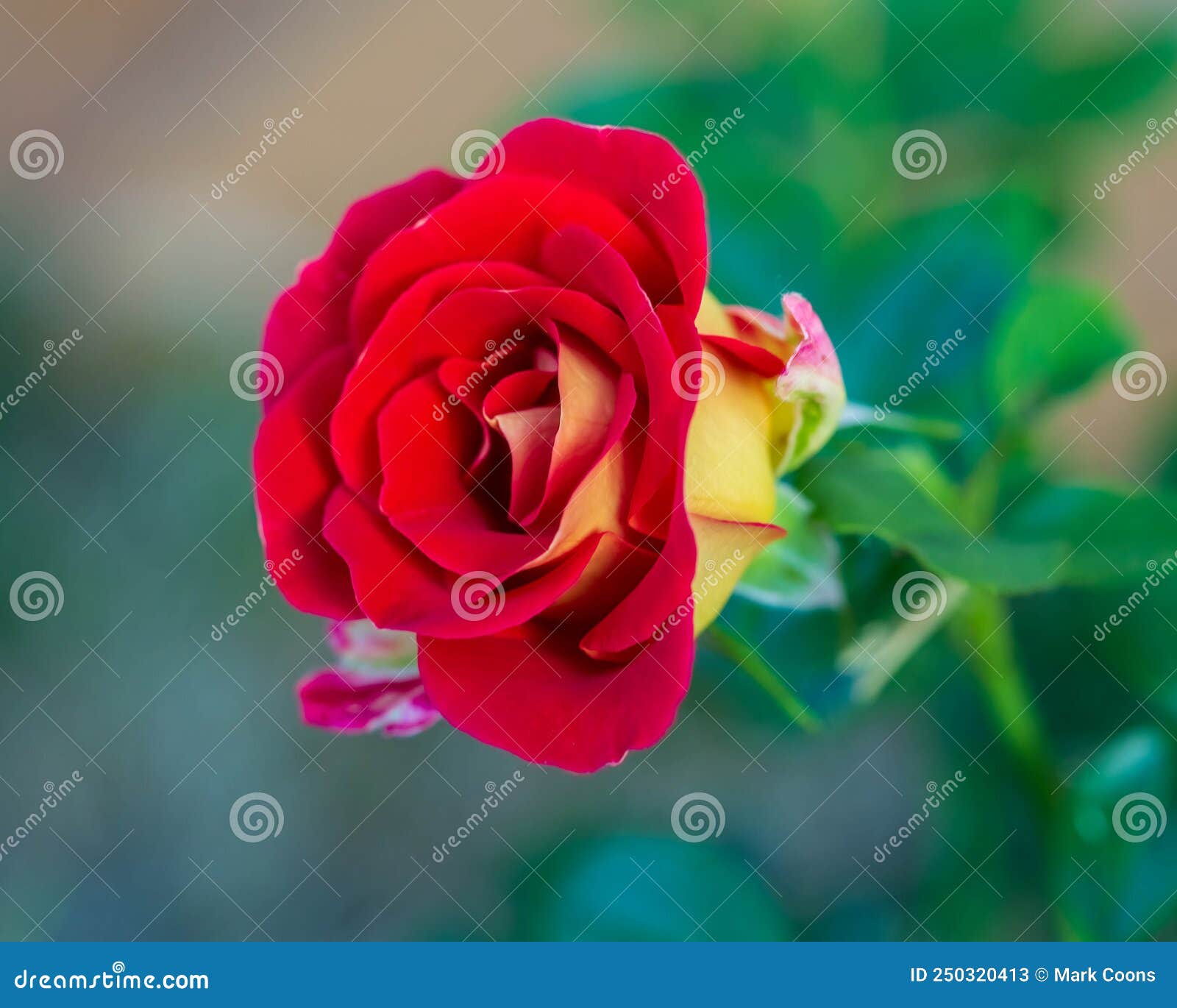 The First Bloom To Open on the Ketchup and Mustard Rose Bush Stock ...