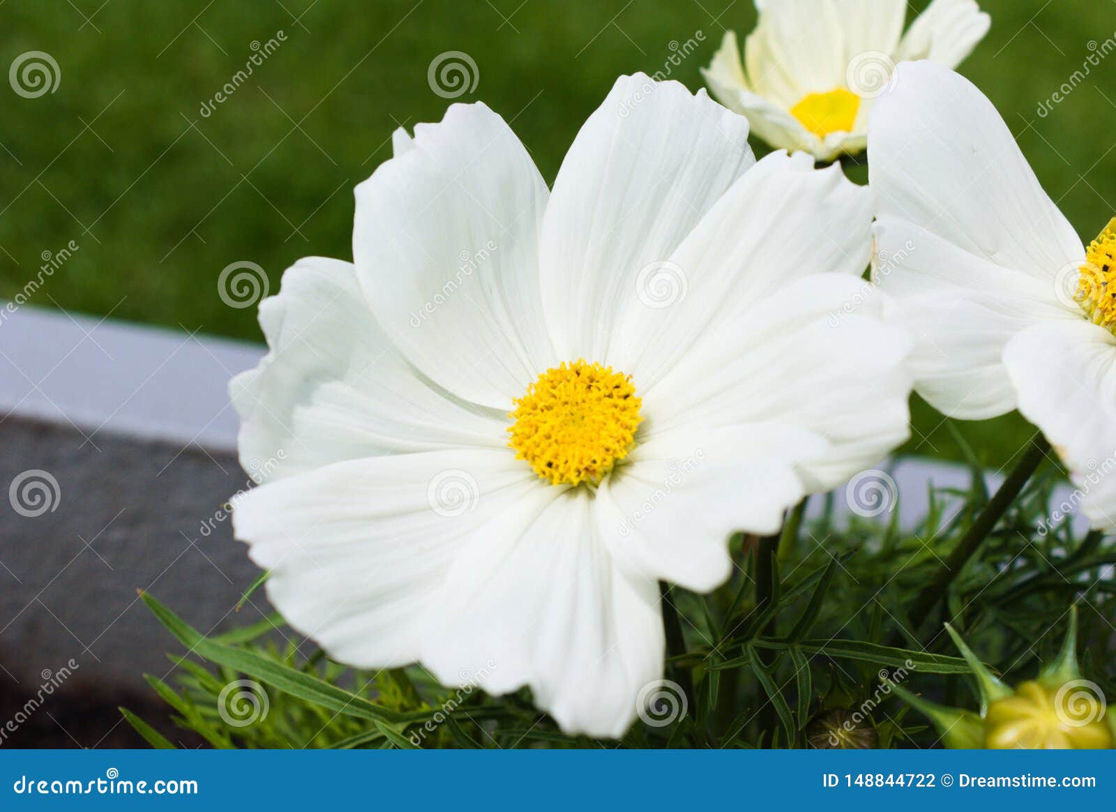 First Blooming of Flowers in the Summer Stock Photo - Image of floral ...
