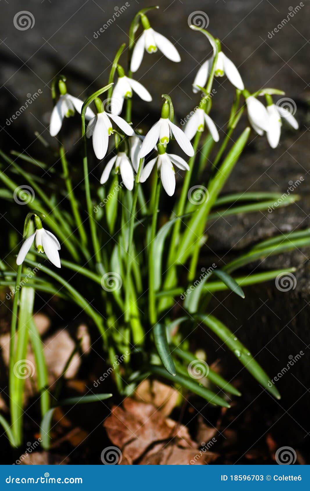 First Blooming Snowdrops in Februari Sunshine Stock Image - Image of ...