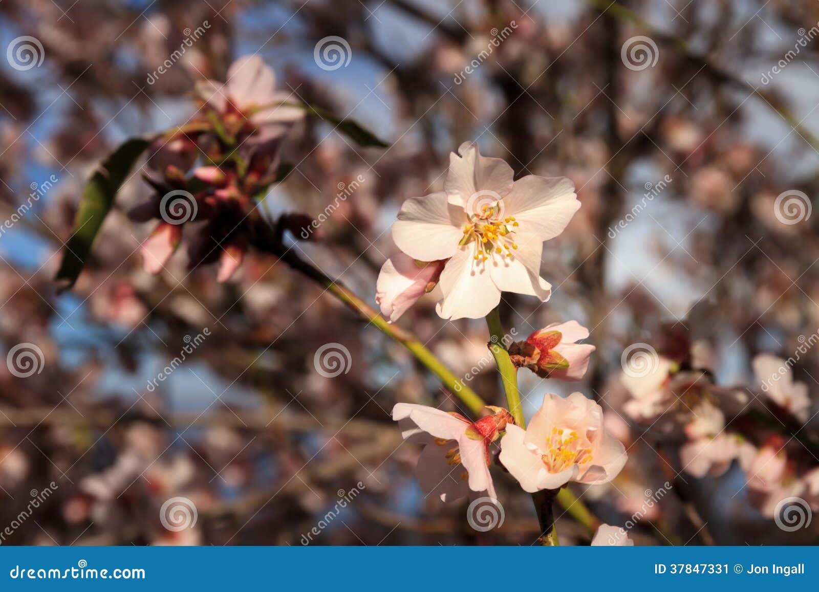 First blossom of spring stock image. Image of flora, spring - 37847331