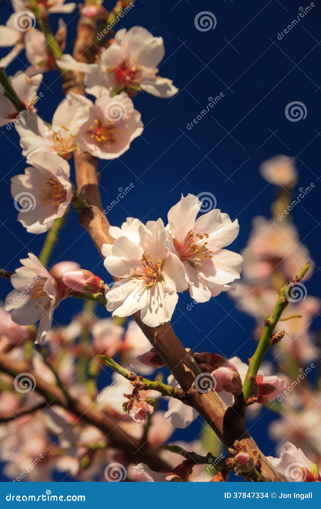 First blossom of spring stock photo. Image of petals - 37847334