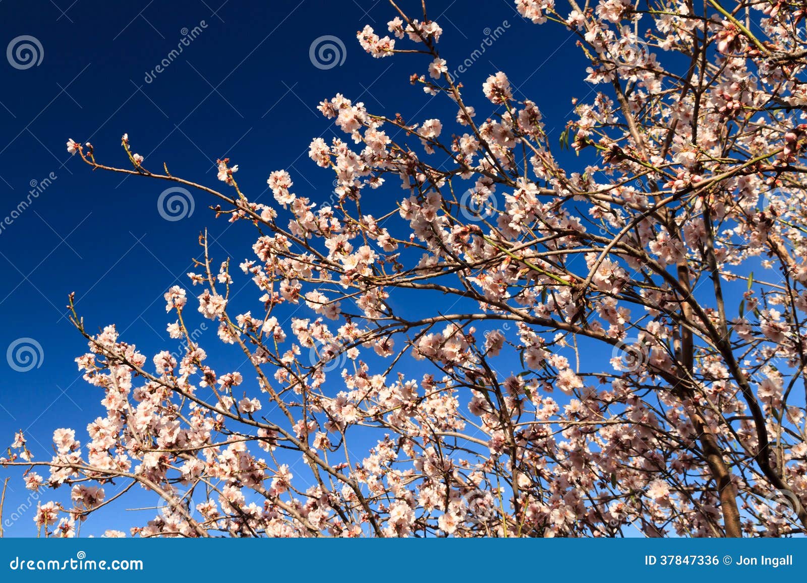 First blossom of spring stock photo. Image of beauty - 37847336