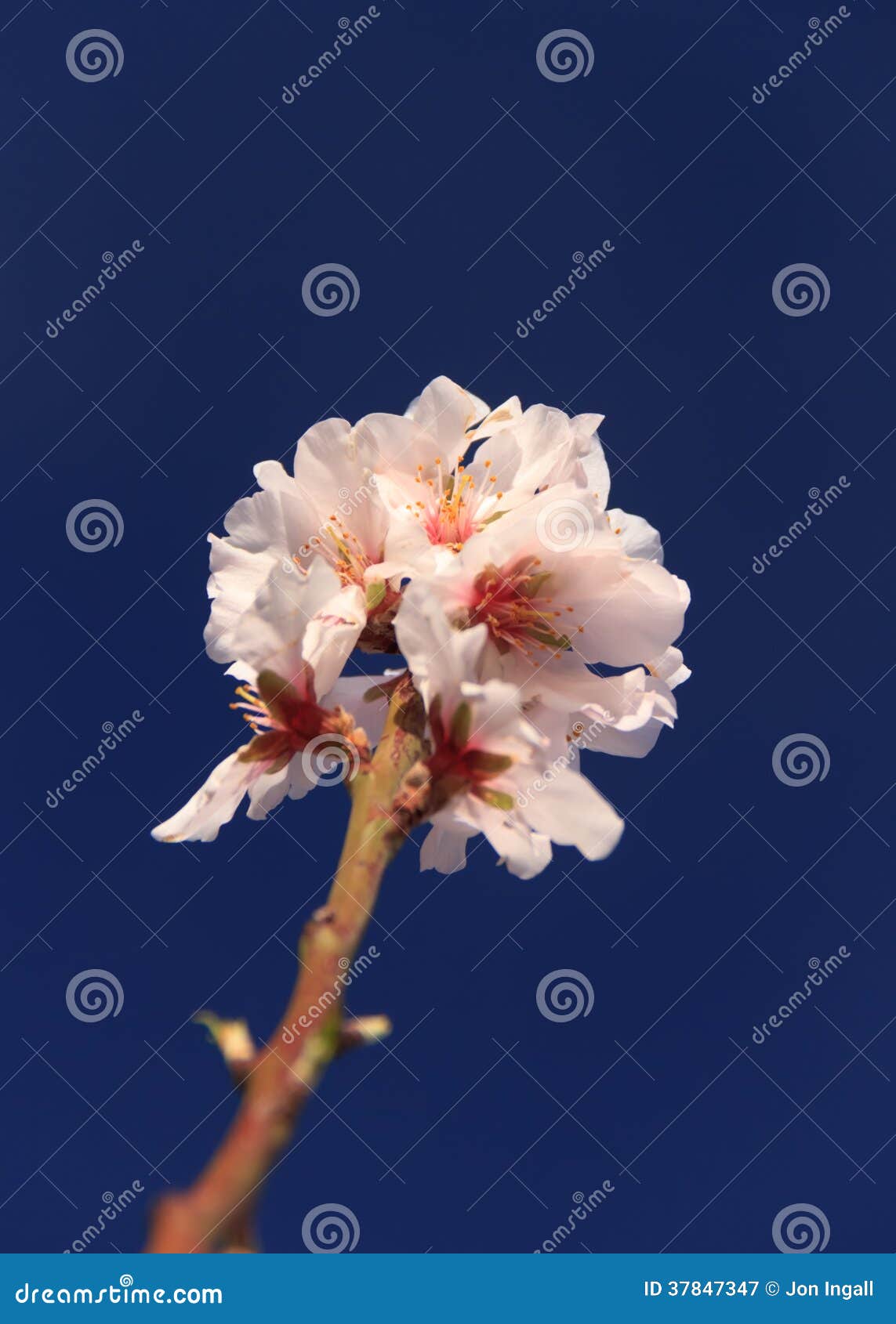First blossom of spring stock image. Image of tranquility - 37847347