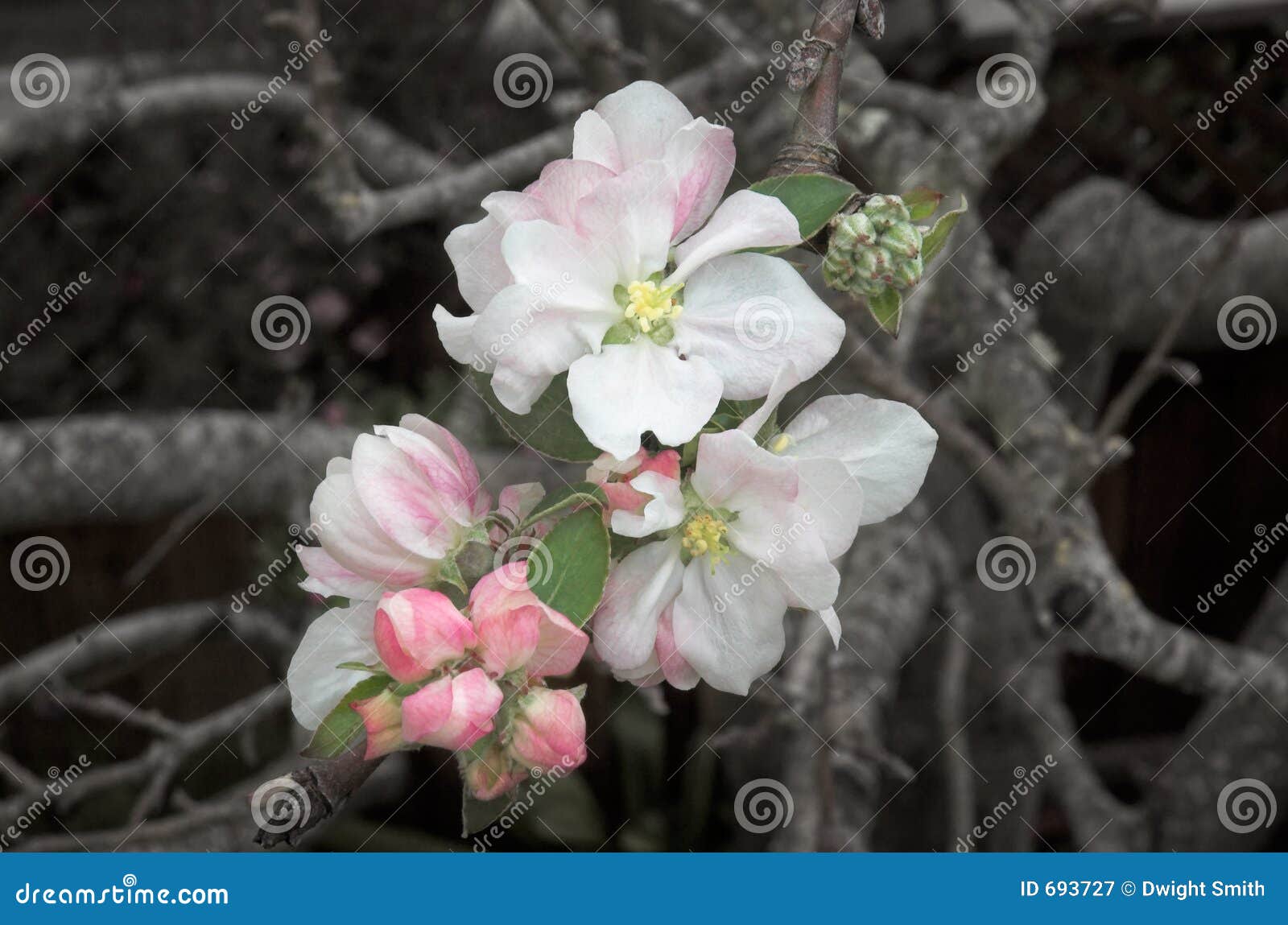 First Blossoms stock image. Image of cultivate, flora, blossoms - 693727