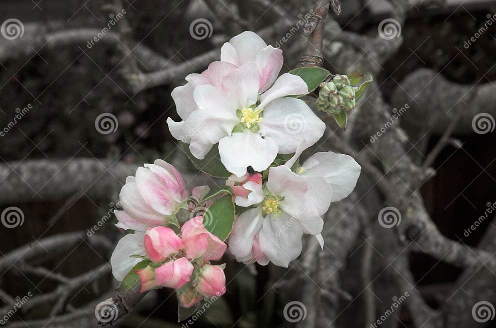 First Blossoms stock image. Image of cultivate, flora, blossoms - 693727