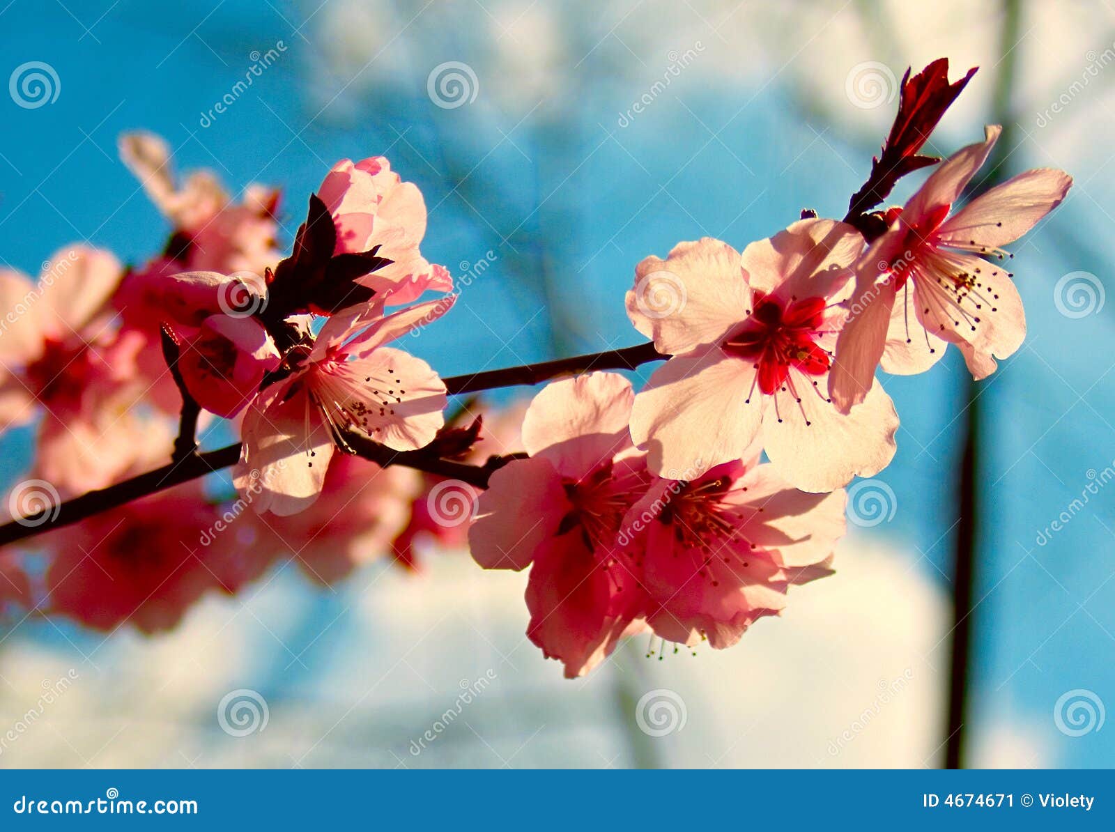 First Blossoms I stock image. Image of tree, pink, blossoms - 4674671