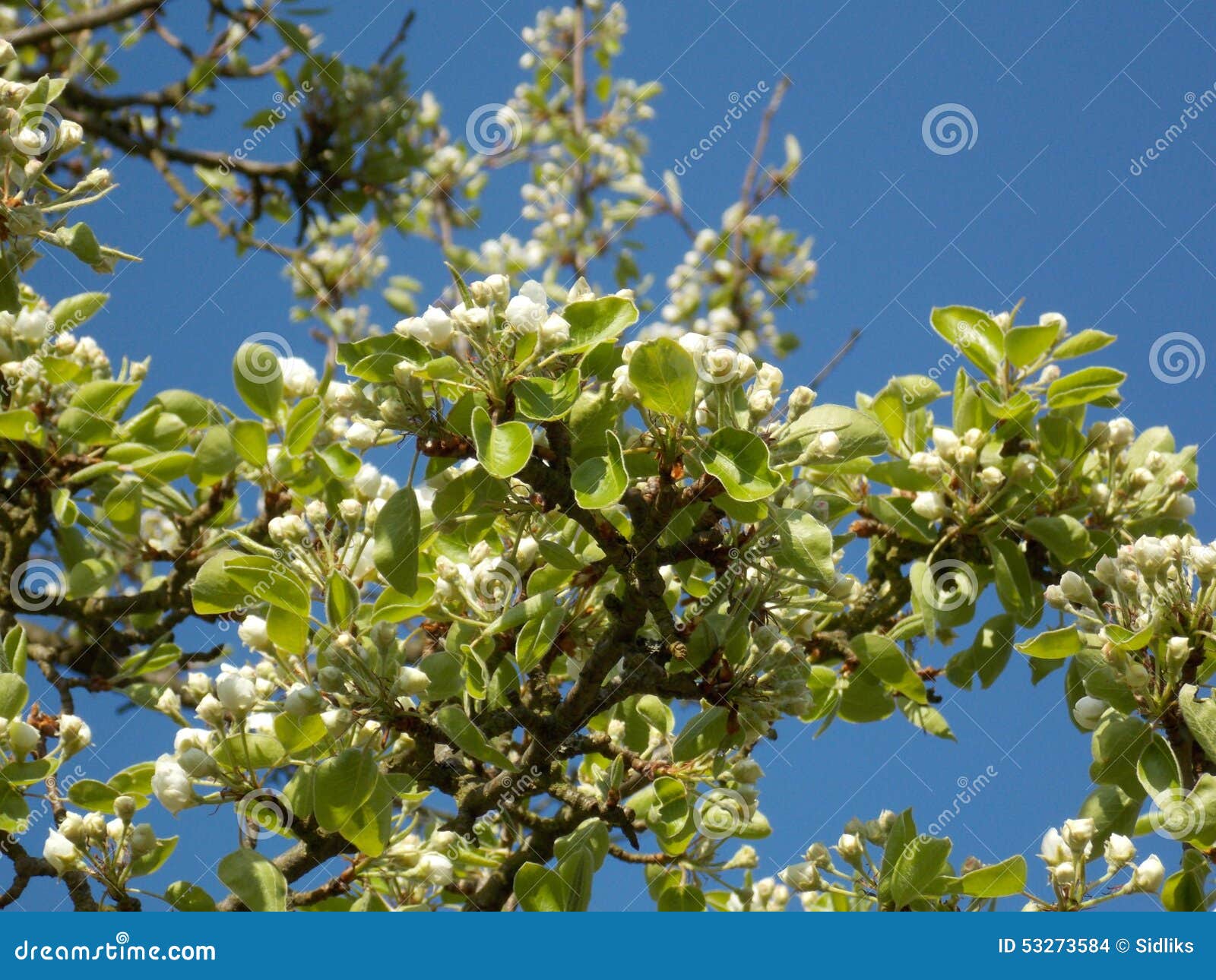 First blossoms stock photo. Image of garden, tree, bloom - 53273584