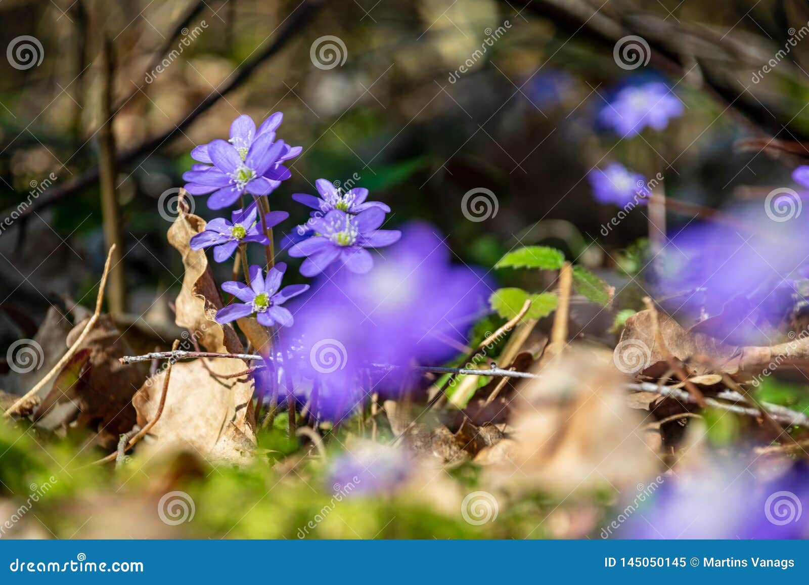 First Blue Flowers Blooming in Spring Forest Stock Image - Image of ...