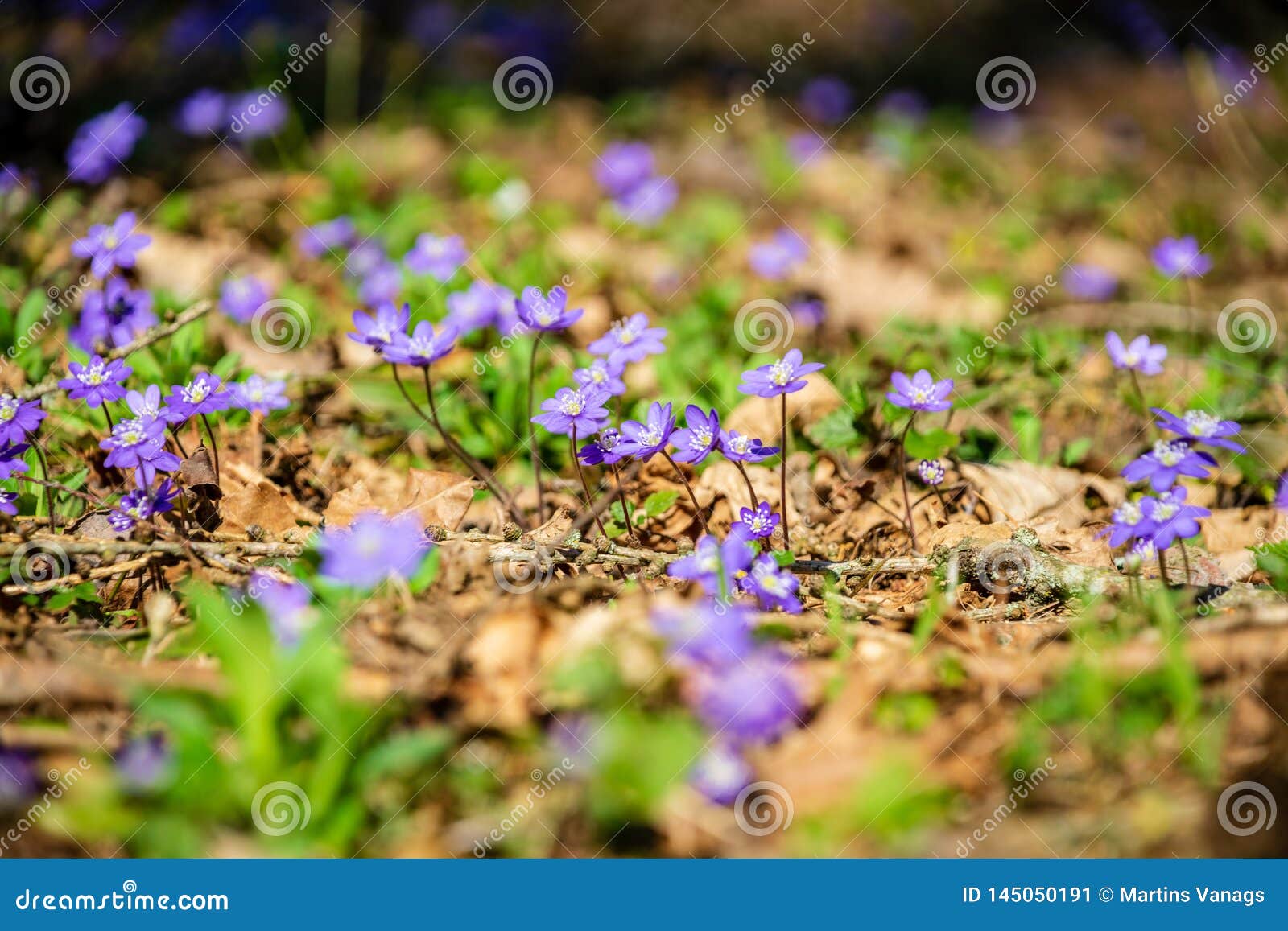First Blue Flowers Blooming in Spring Forest Stock Image - Image of ...