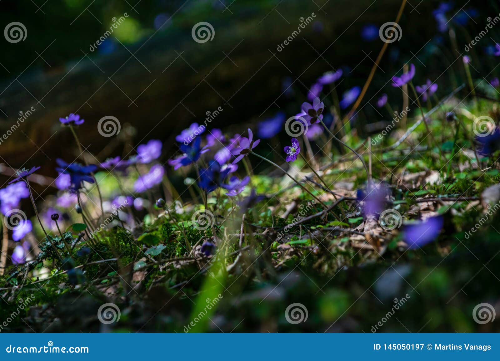 First Blue Flowers Blooming in Spring Forest Stock Image - Image of ...