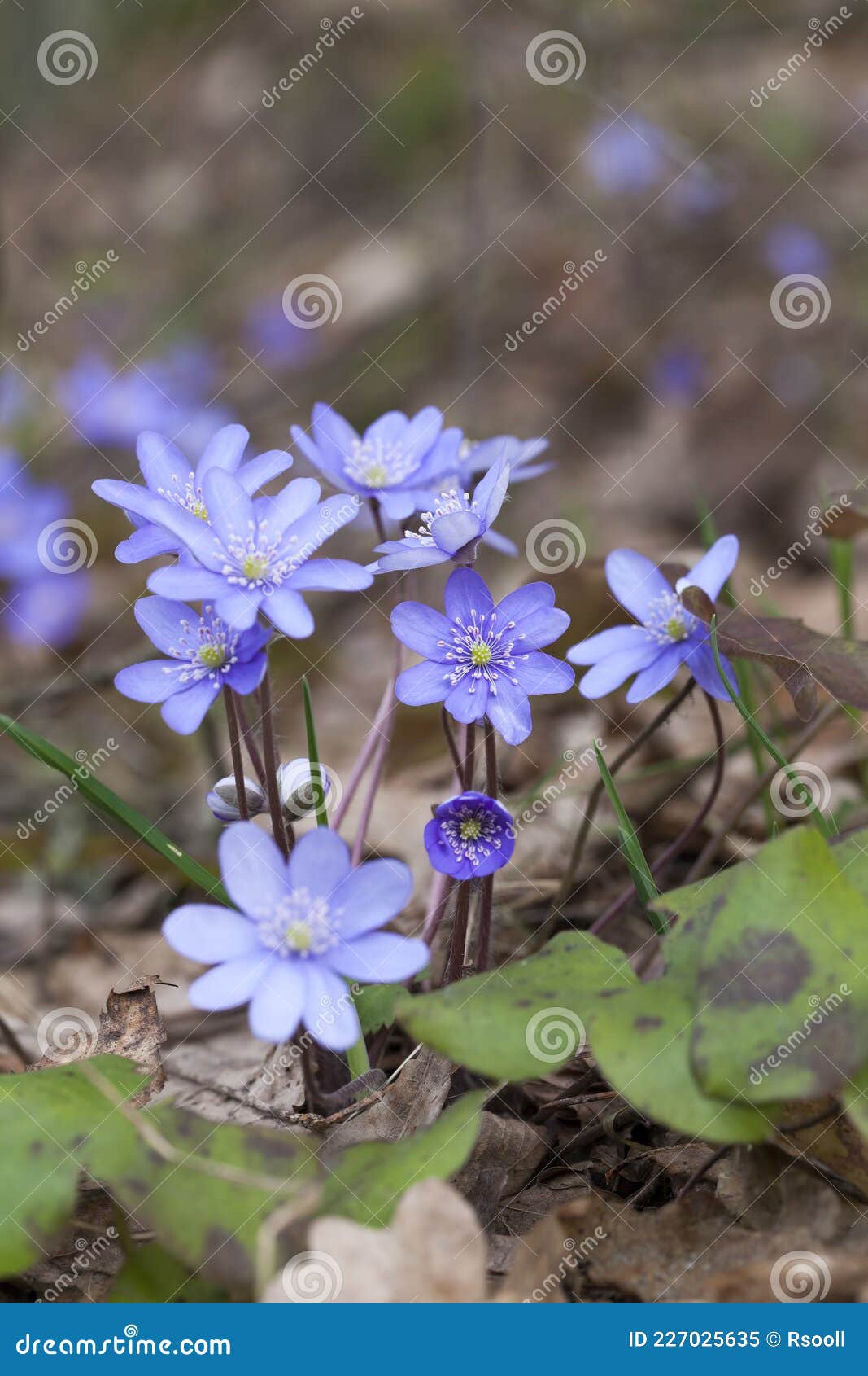 The First Blue Forest Flowers in the Spring Stock Image - Image of wild ...
