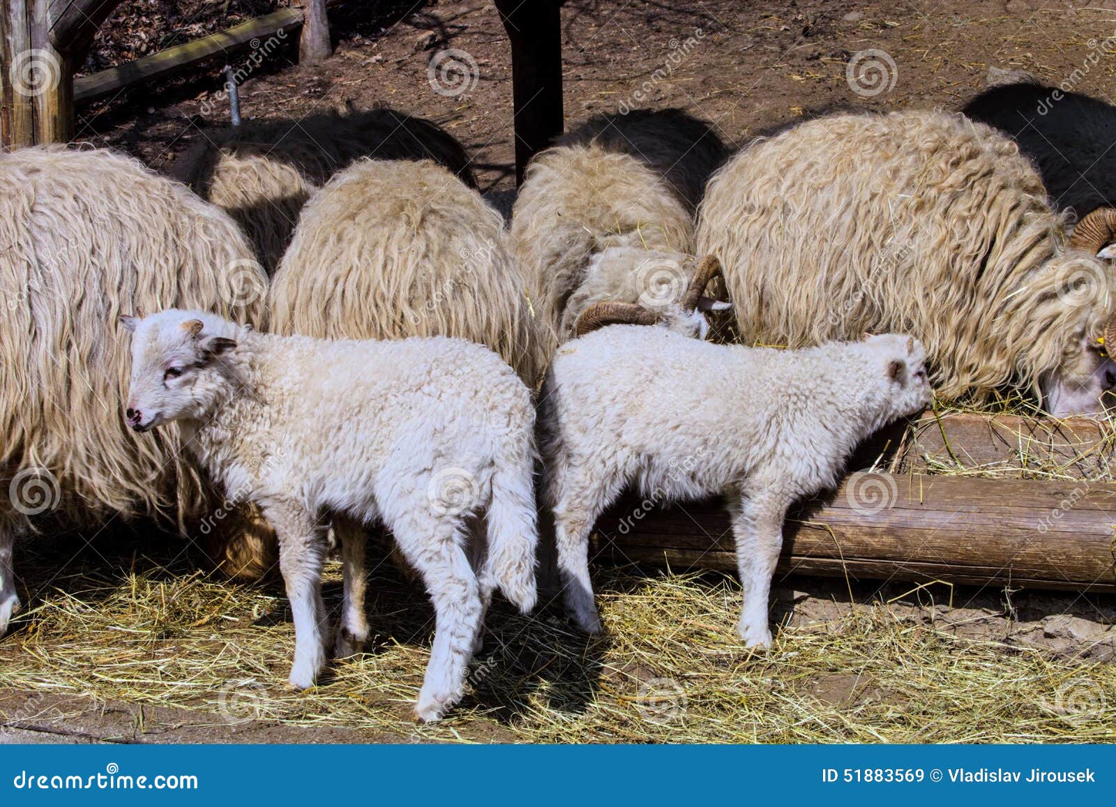 First born spring lambs stock image. Image of mammal - 51883569