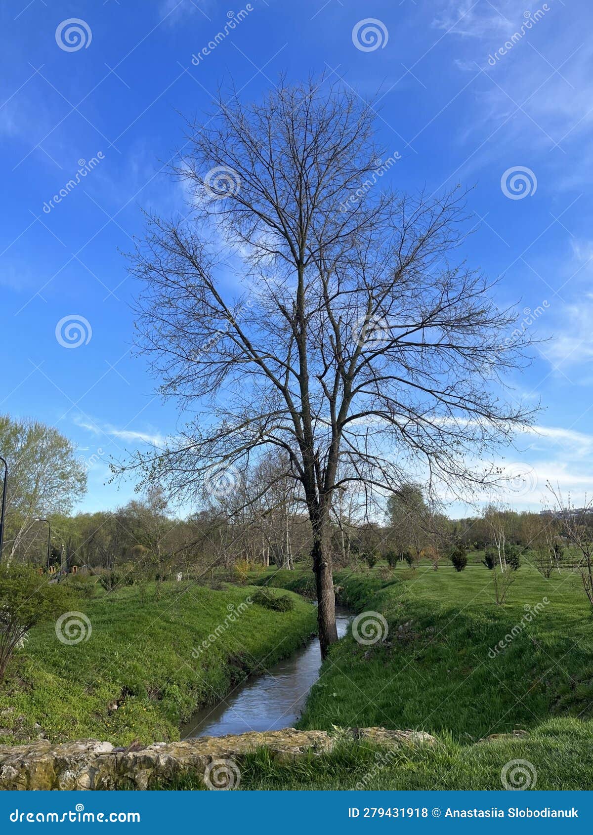 First breath of spring stock photo. Image of leaf, beginning - 279431918