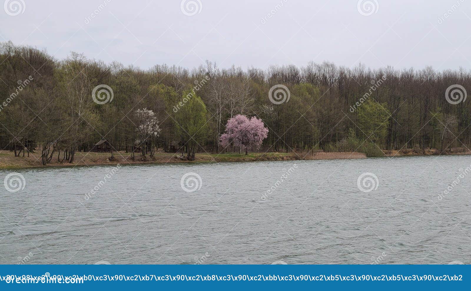 Spring, lake , trees stock photo. Image of plant, shore - 248043336