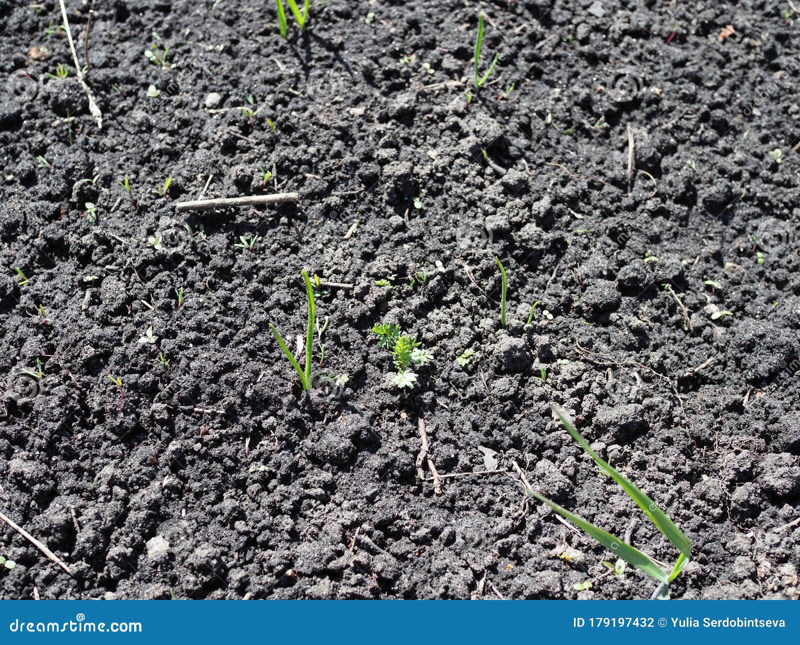 First Bright Green Shoots Appear in the Spring Stock Photo - Image of ...