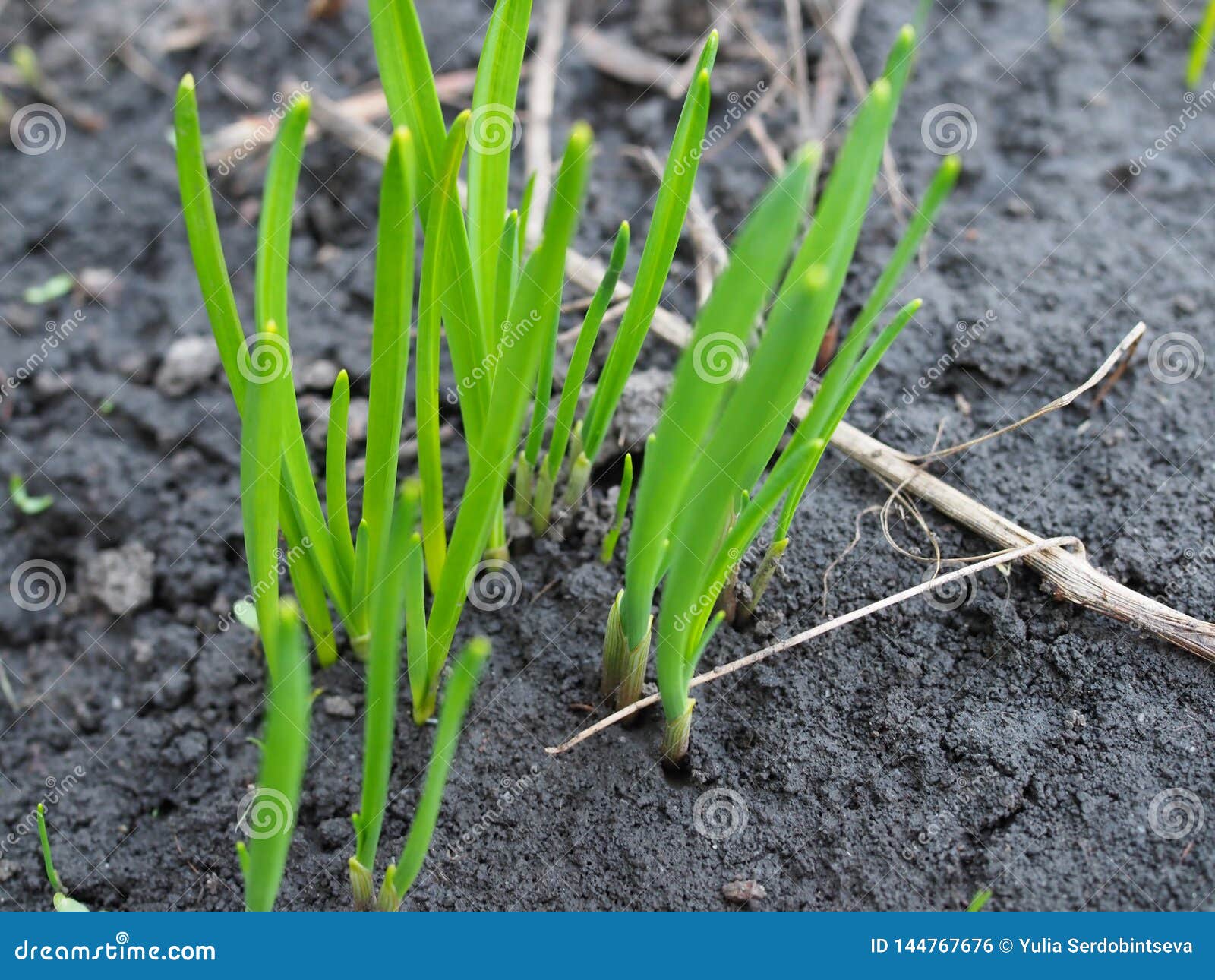 First Bright Green Shoots Appear in the Spring. Selective Focus Stock ...