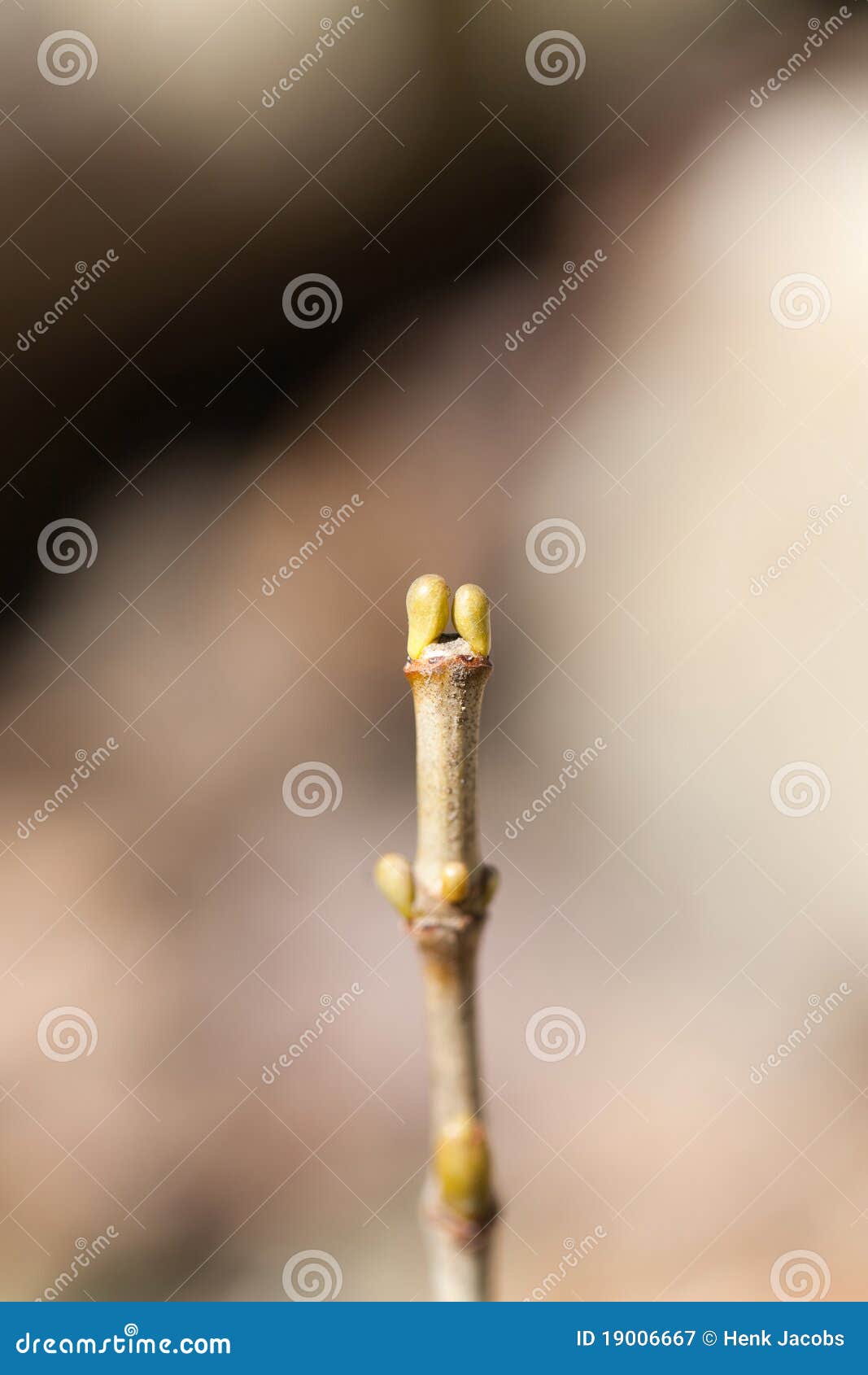First Bud of Spring stock image. Image of early, plant - 19006667