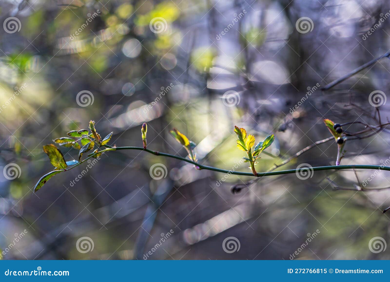 First, Budding, Spring, Green Leaves on Trees with Beautiful Bokeh ...